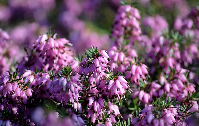 Heather Flowers Winter - Free photo on Pixabay