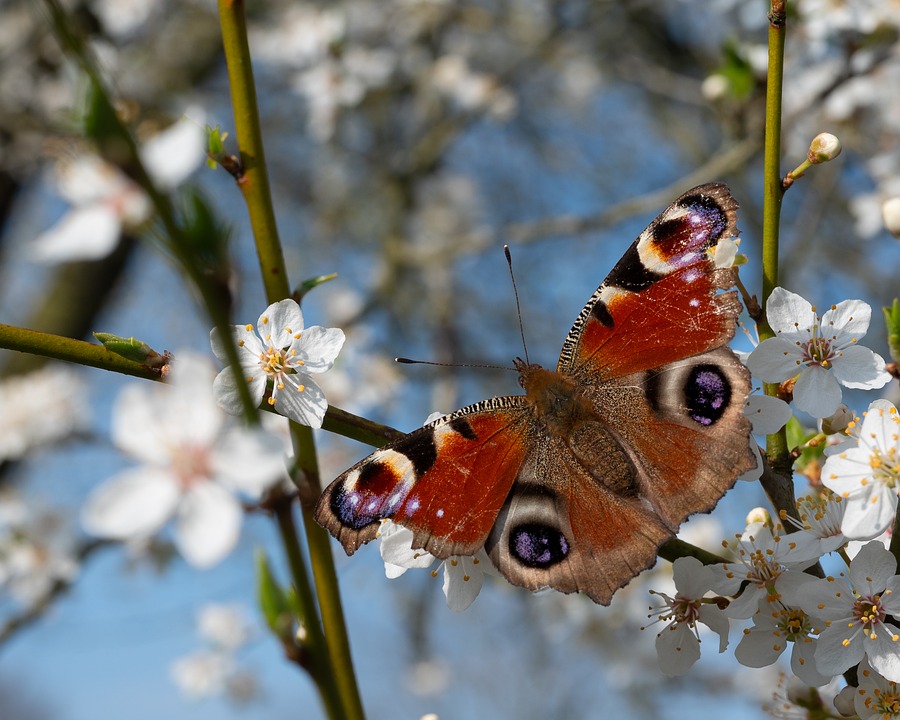 Mariposa Primavera Flores - Foto gratis en Pixabay
