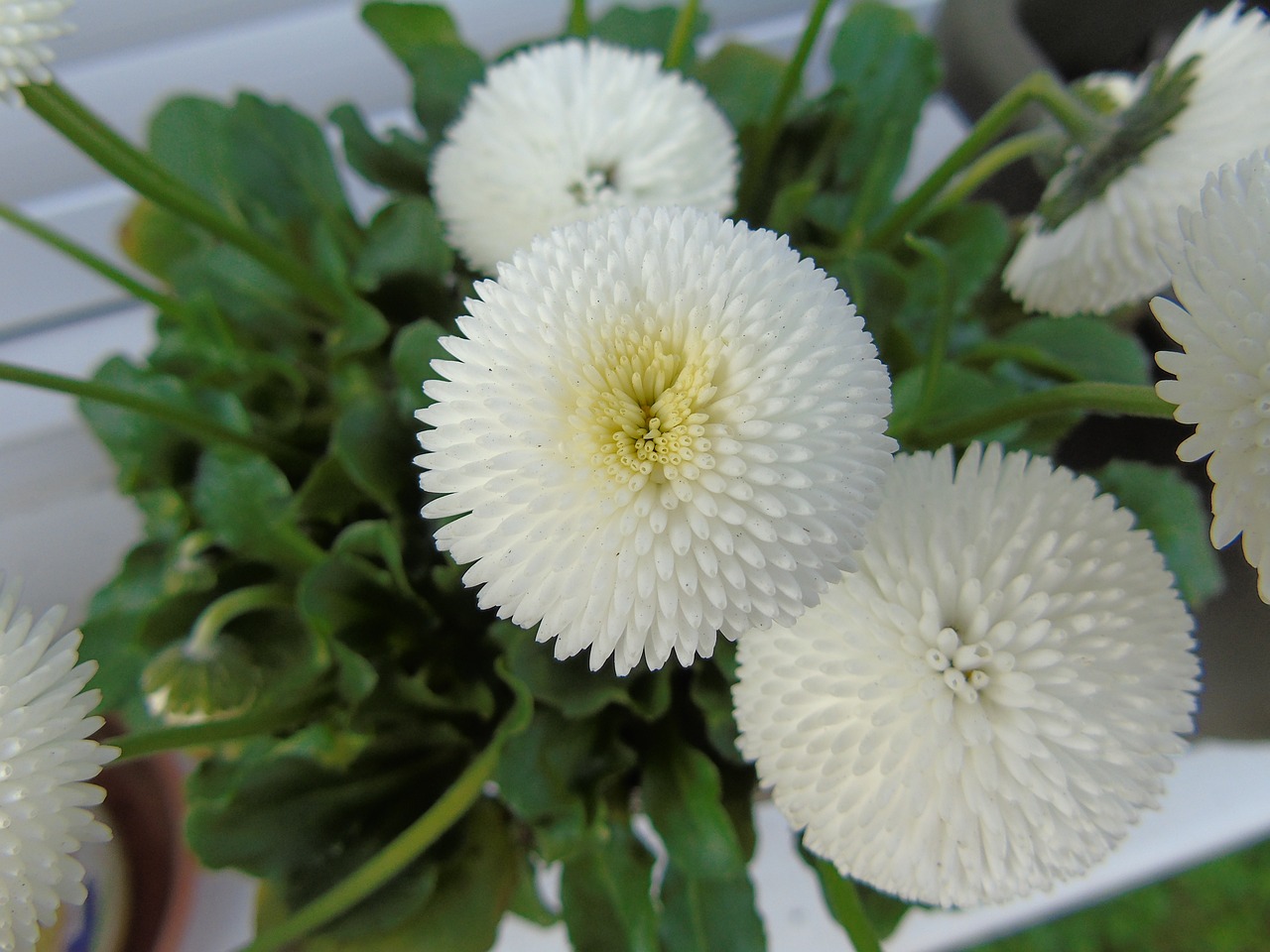 Blume Blühen Blütenblätter - Kostenloses Foto auf Pixabay