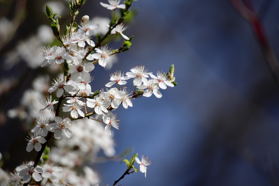 White Flowers Sour Plum Prunus - Free photo on Pixabay