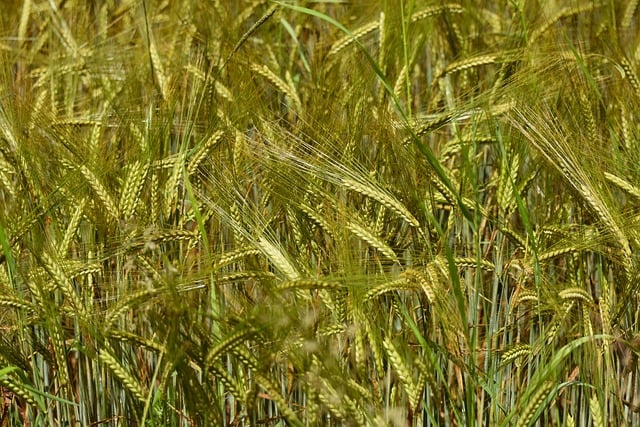 Download Wheat, Agriculture, Wheat Field. Royalty-Free Stock ...