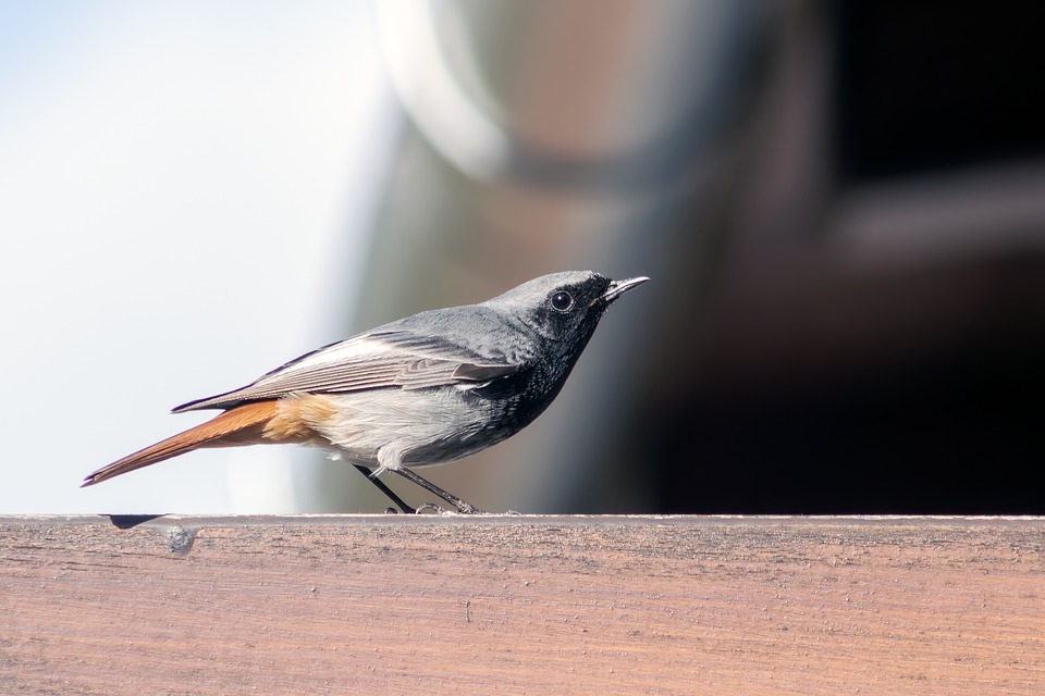 Bird Animal Rusty - Free photo on Pixabay