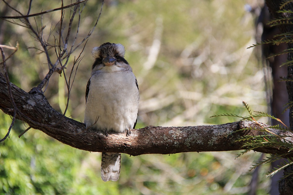 Kookaburra Nature Bird - Free photo on Pixabay