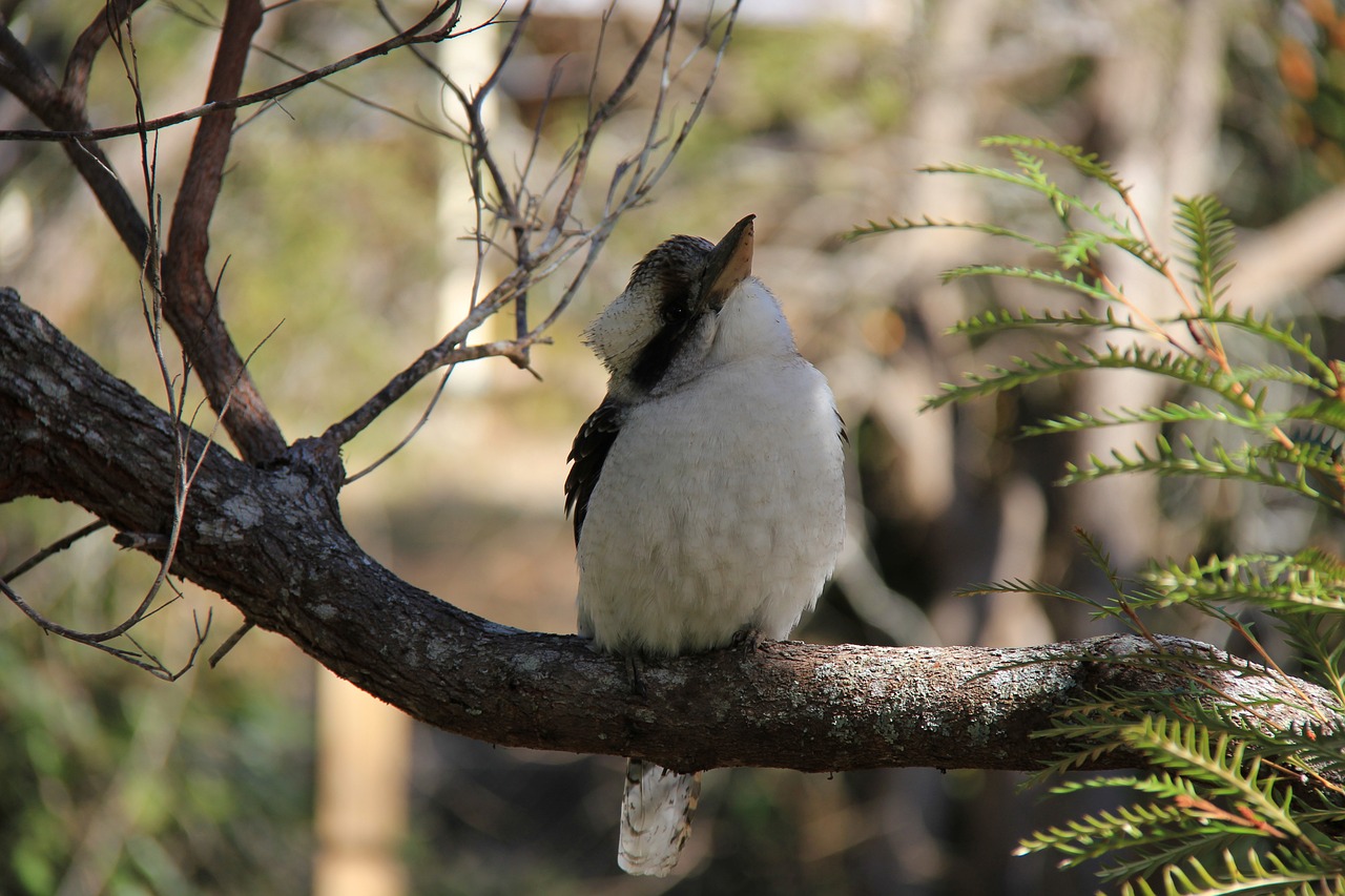 Kookaburra Nature Bird - Free photo on Pixabay