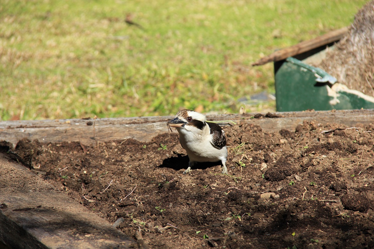 Kookaburra Nature Bird - Free photo on Pixabay