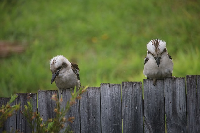 Kookaburra Nature Bird - Free photo on Pixabay