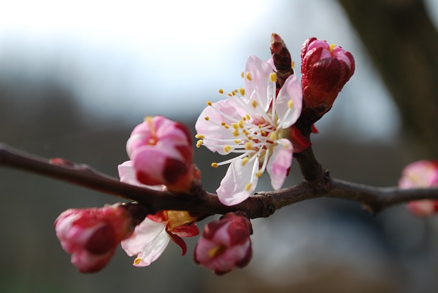 Floare Mugurii Natură - Fotografie gratuită pe Pixabay