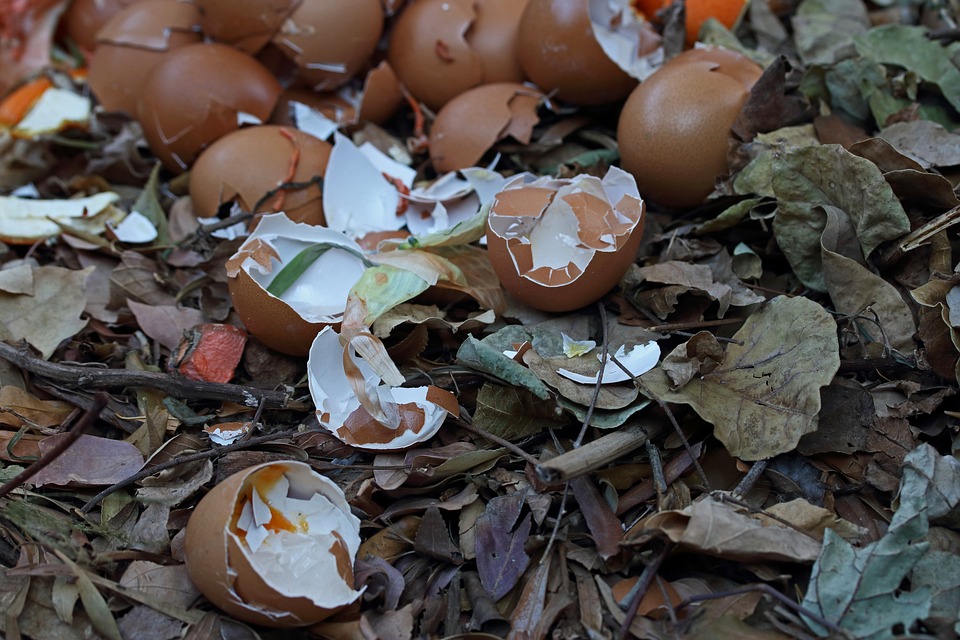 Used Chicken Eggs Egg Shells Empty - Free photo on Pixabay