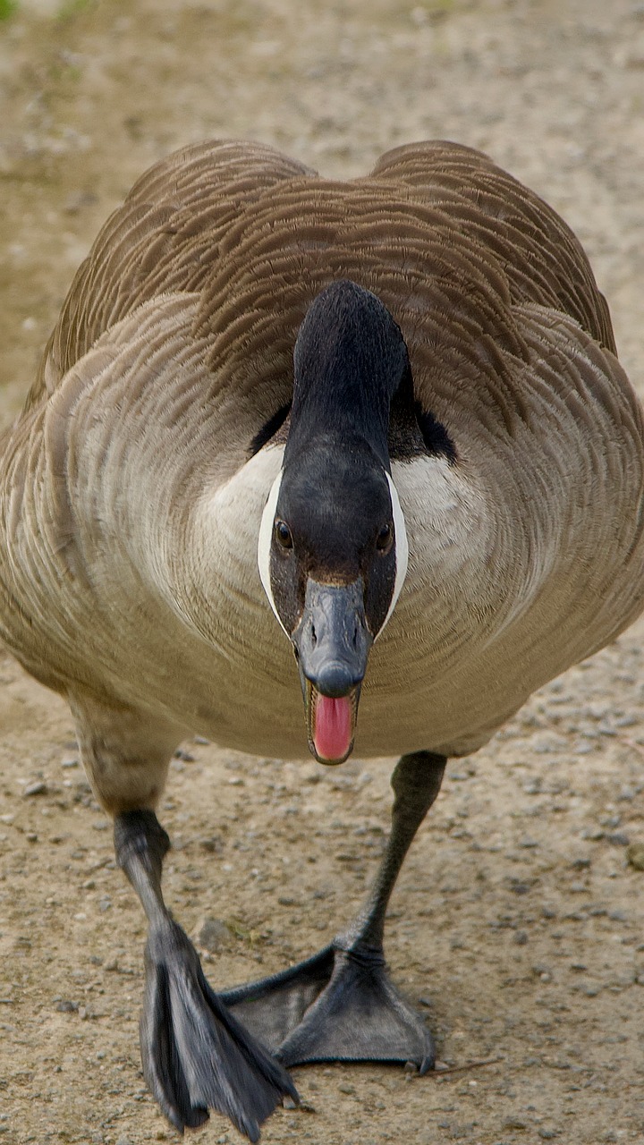Canada Goose Water Bird Wild - Free photo on Pixabay