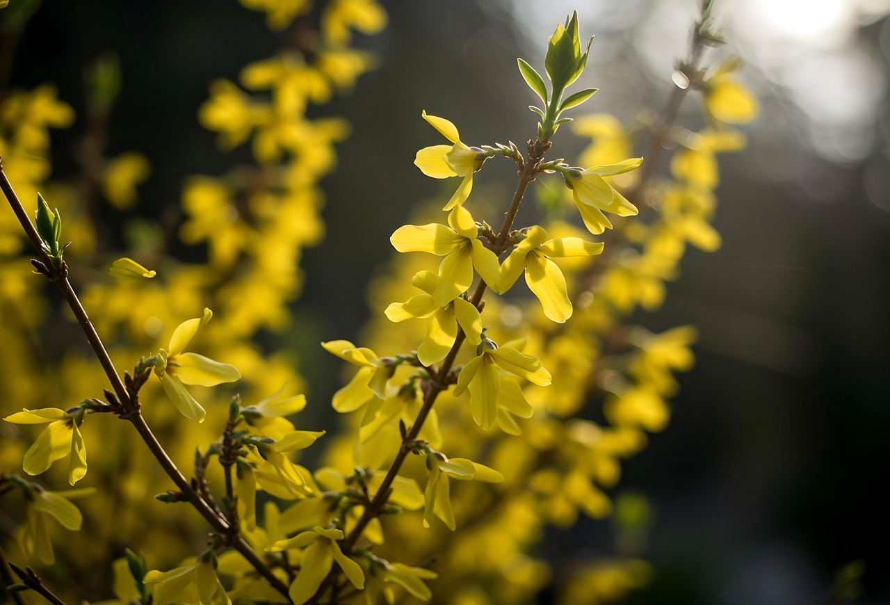 Download Forsythia, Bush, Yellow Flowers. Royalty-Free Stock ...