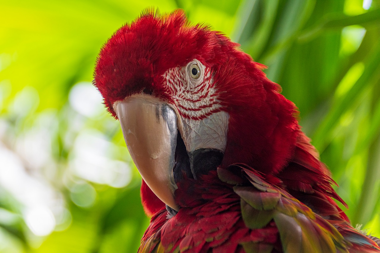 Parrot Bird Multicoloured - Free photo on Pixabay
