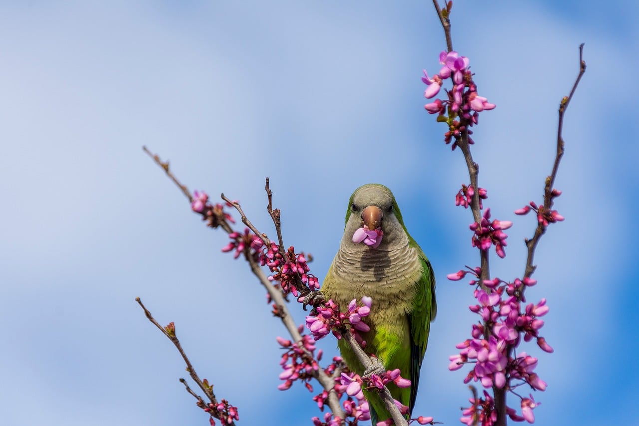 Parrot Bird Nature - Free photo on Pixabay