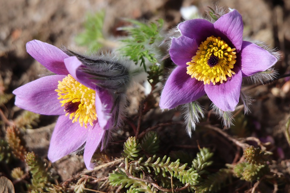 Pasque Flower Pulsatilla Common - Free photo on Pixabay