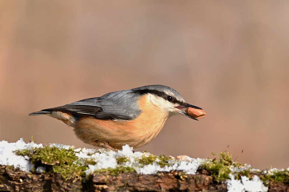 Bird Nuthatch Nature - Free photo on Pixabay