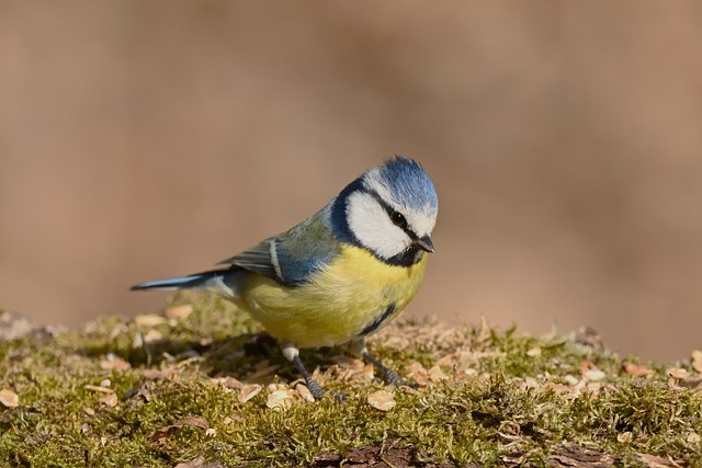 Blue Tit Bird Ornithology - Free photo on Pixabay