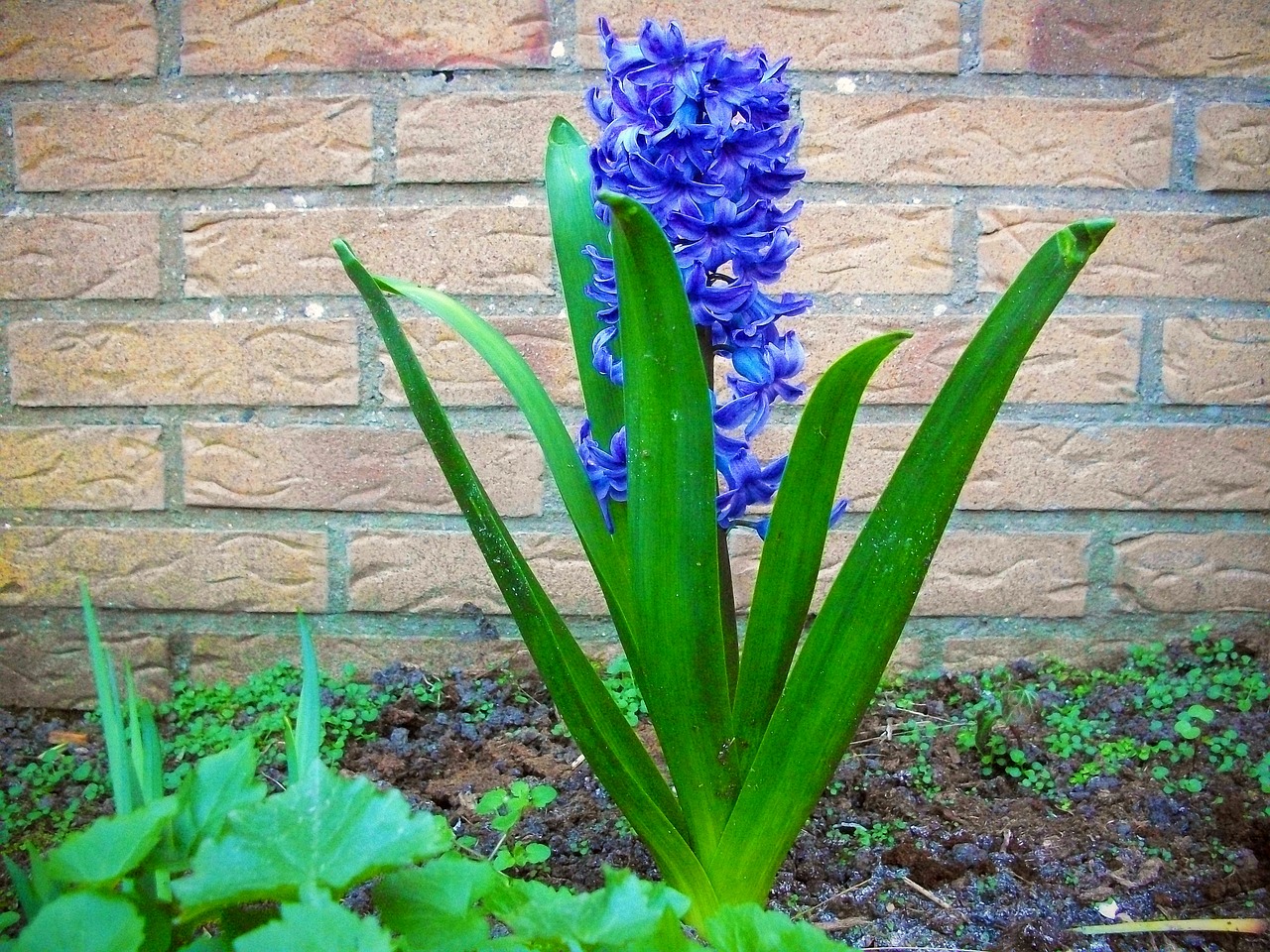 Hyacinth Flower Bloom - Free photo on Pixabay