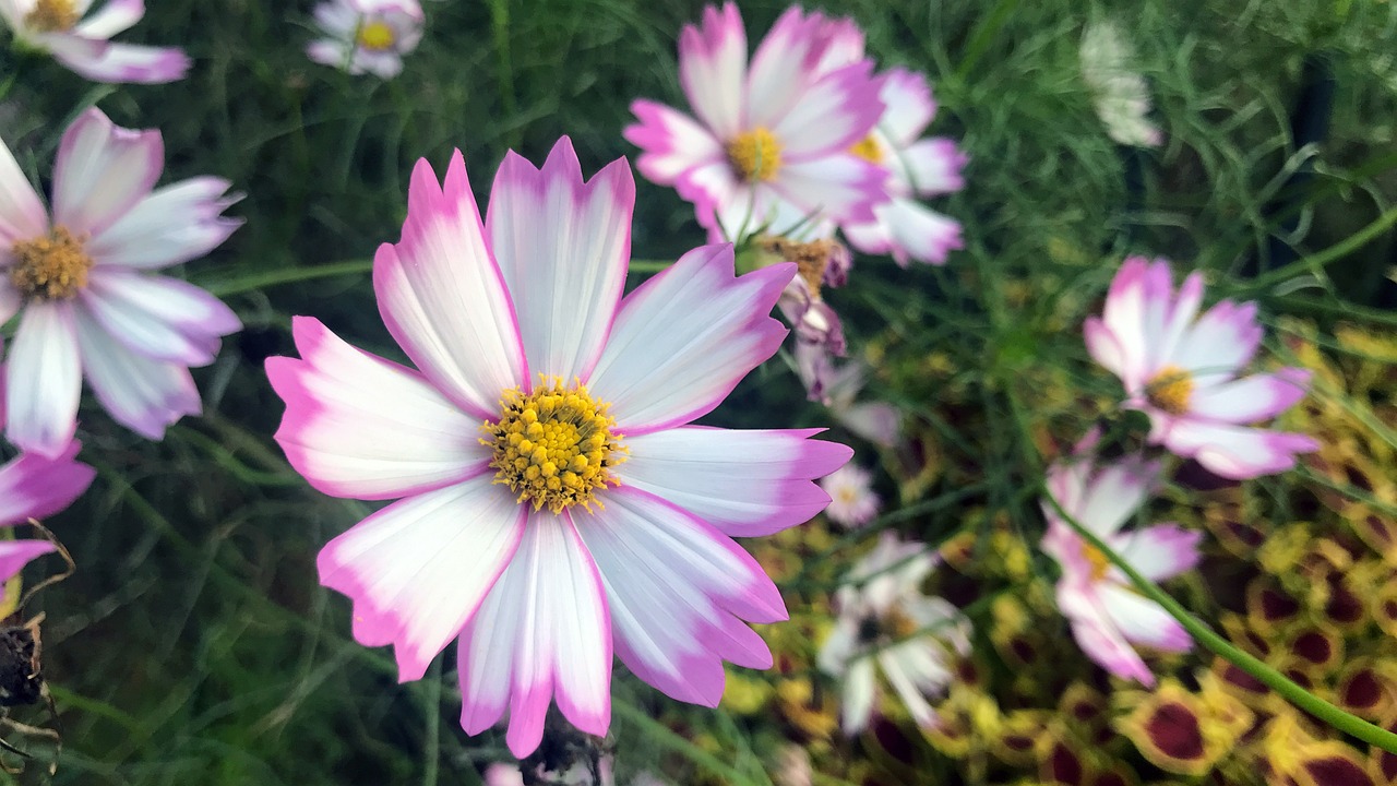 Cosmos Flower Natural Sea Of - Free photo on Pixabay