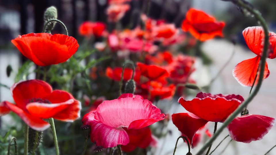 Poppy Flower Natural Beautiful - Free photo on Pixabay