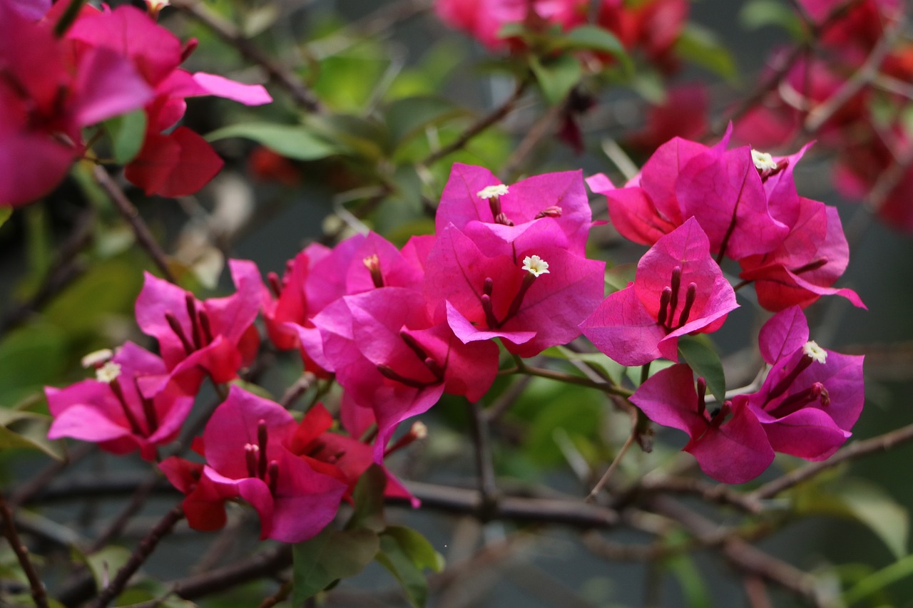 Buganvillas Rosado Naturaleza - Foto gratis en Pixabay