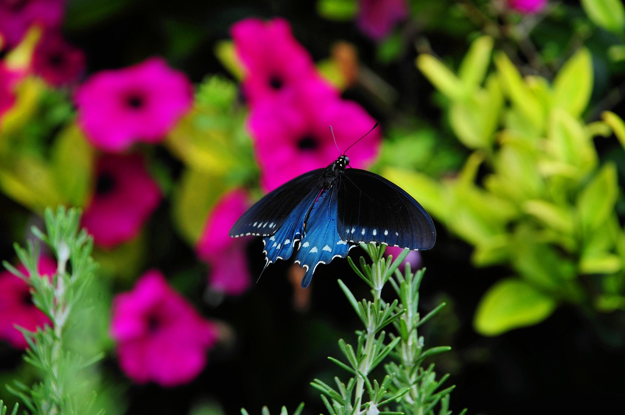 Butterfly Insect - Free photo on Pixabay