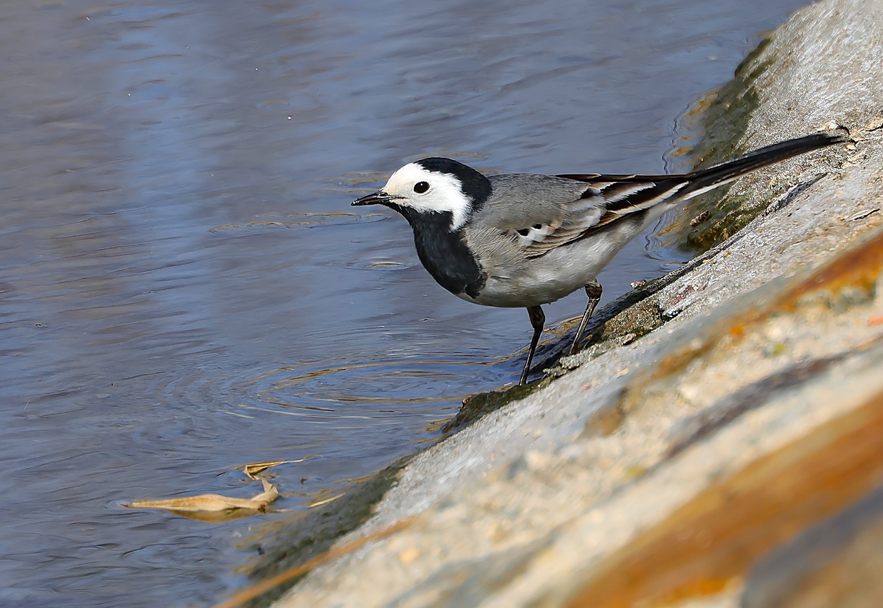 Bird Water Nature - Free photo on Pixabay