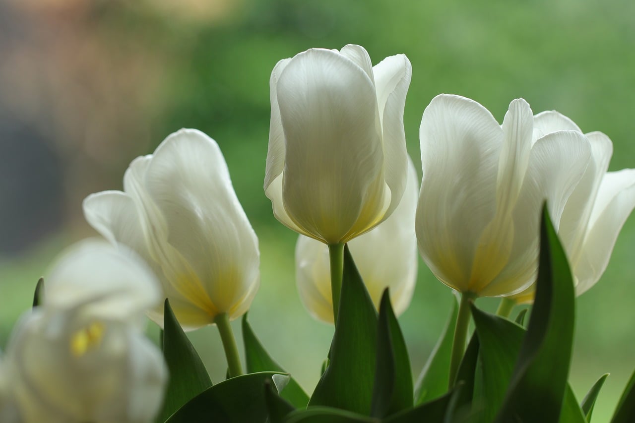 Peste 400.000 de imagini gratuite cu Flori și Natura - Pixabay