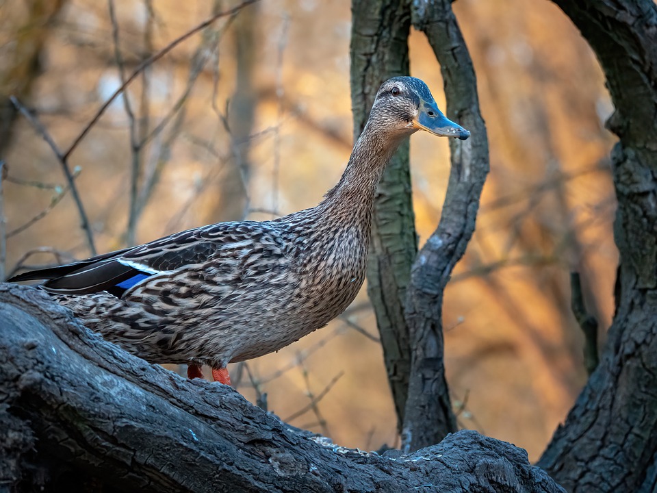 Duck Nature Bird - Free photo on Pixabay