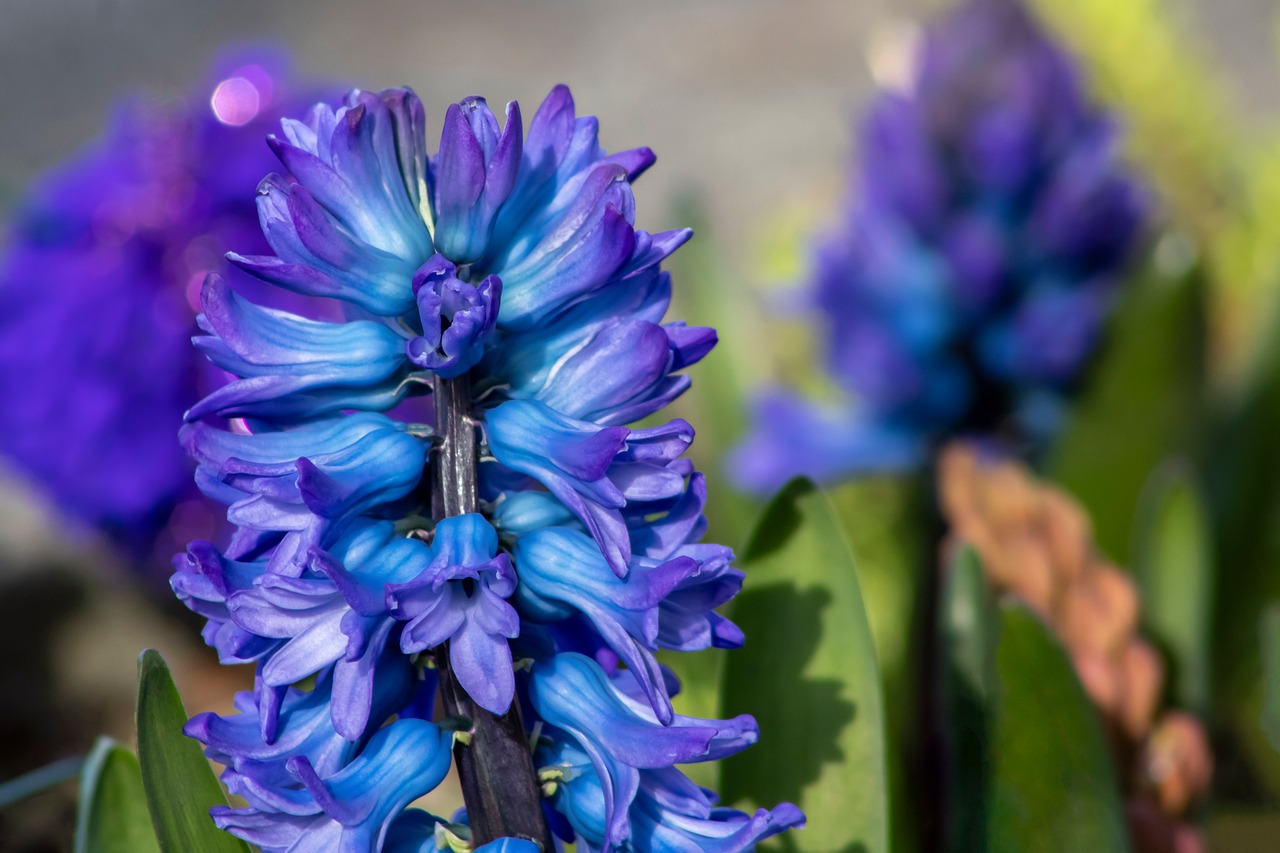 Jacinthe Fleurs Jardin - Photo gratuite sur Pixabay