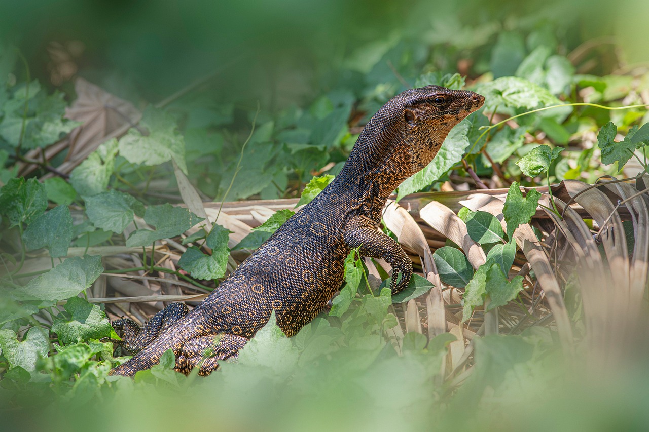 Natureza Animal Animais Na Selva - Foto gratuita no Pixabay