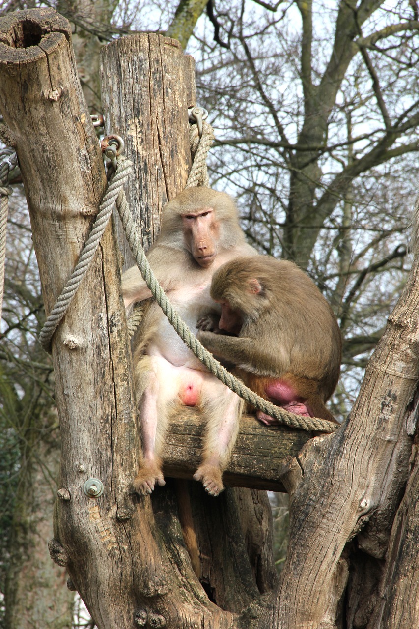 Ape Monkeys Enclosure - Free photo on Pixabay