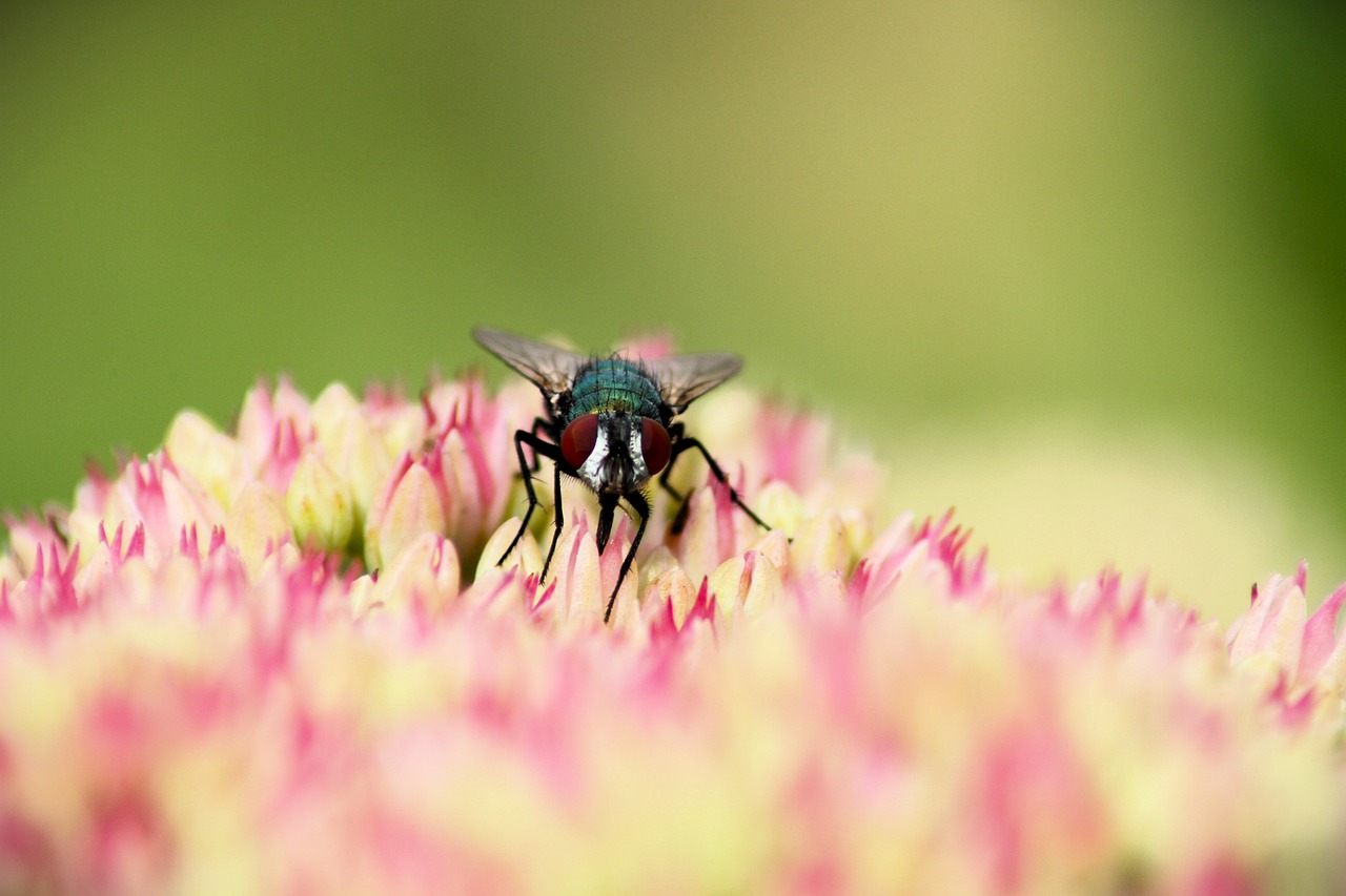Voler La Nature Insecte - Photo gratuite sur Pixabay
