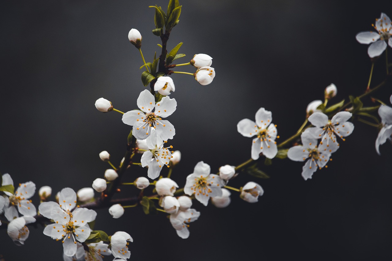 Cherry Blossoms Spring Blossom - Free photo on Pixabay
