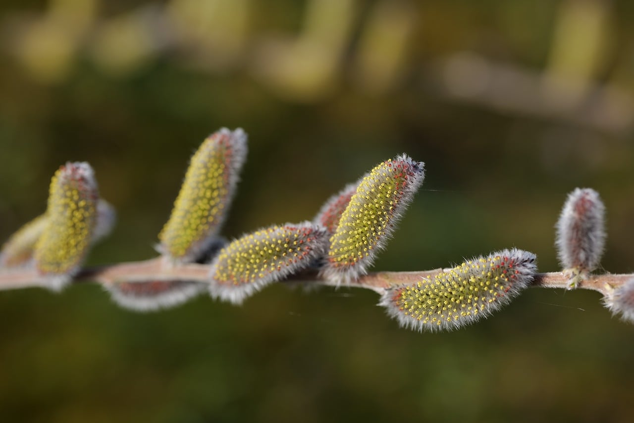 Catkins Willow Catkin Palm Branch - Free photo on Pixabay