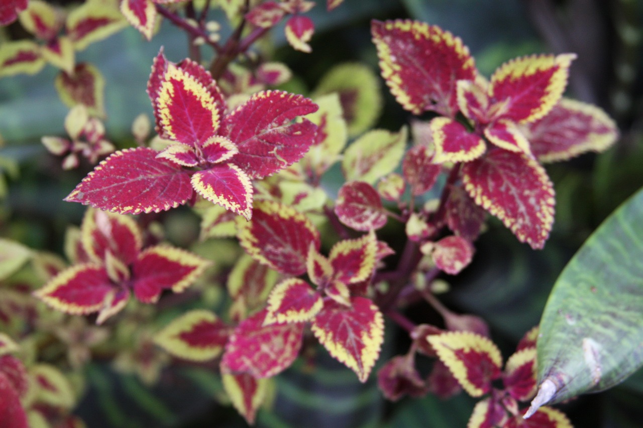 Coleus Natur Pflanze - Kostenloses Foto auf Pixabay