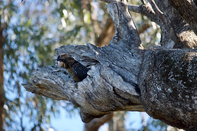 Cockatoo Australia Nesting Hollow - Free photo on Pixabay