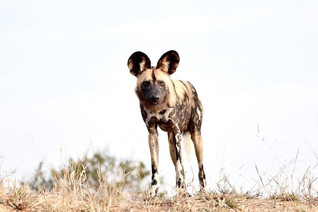 100,000+ Free African Painted Dogs & Dog Images - Pixabay