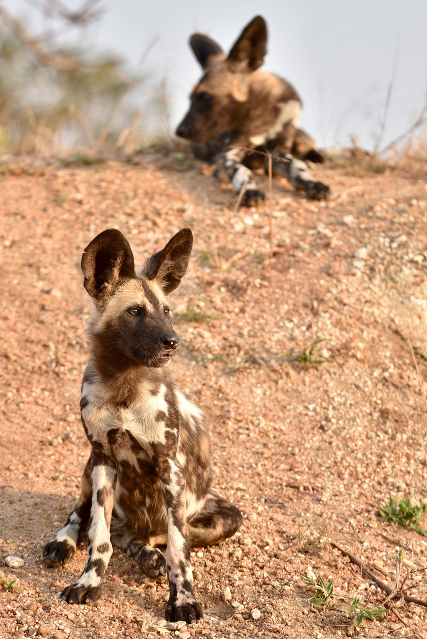 Wild Dog African Painted - Free photo on Pixabay