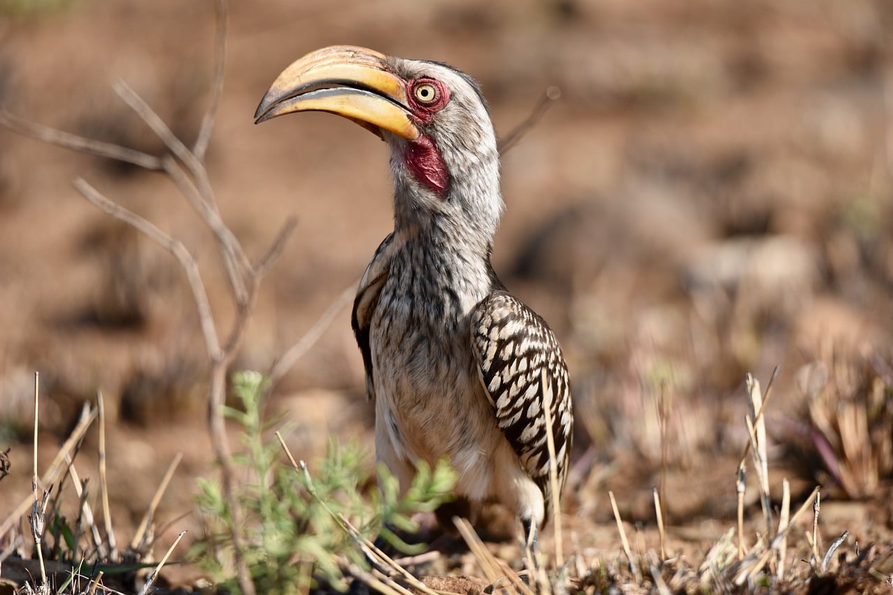 Yellow Billed Hornbill - Free photo on Pixabay