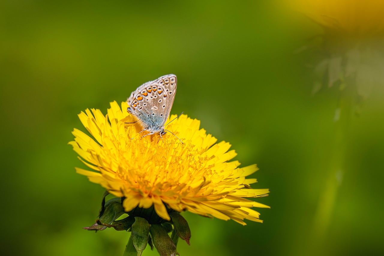 Butterfly Bloom Blossom - Free photo on Pixabay