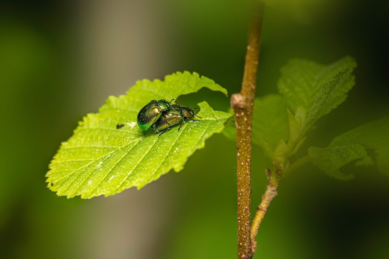 7,000+ Free Pest Control & Pest Images - Pixabay