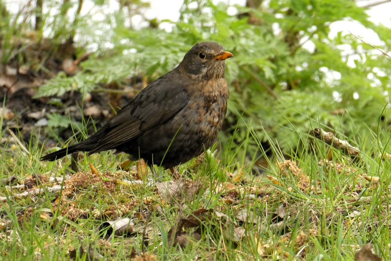 Blackbird Bird Nature - Free photo on Pixabay