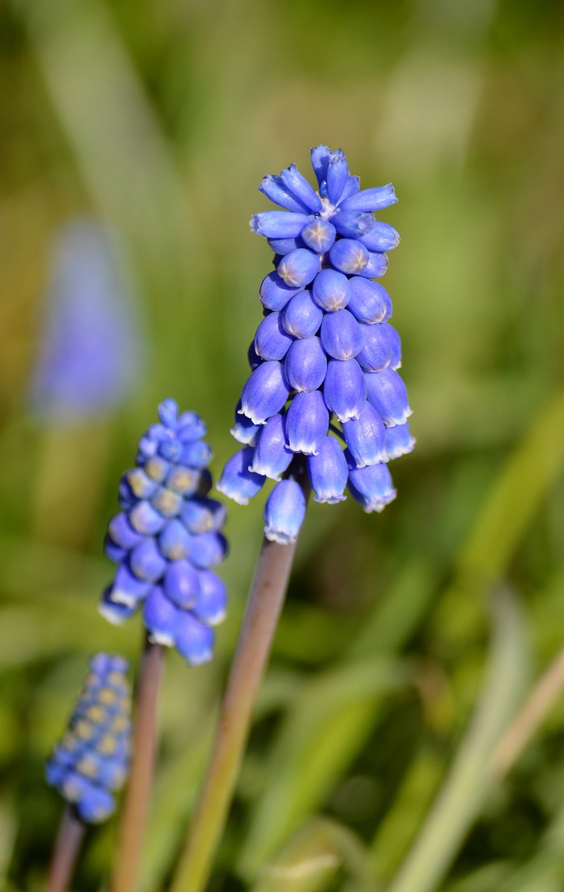 Grape Hyacinths Miners Pearl - Free photo on Pixabay