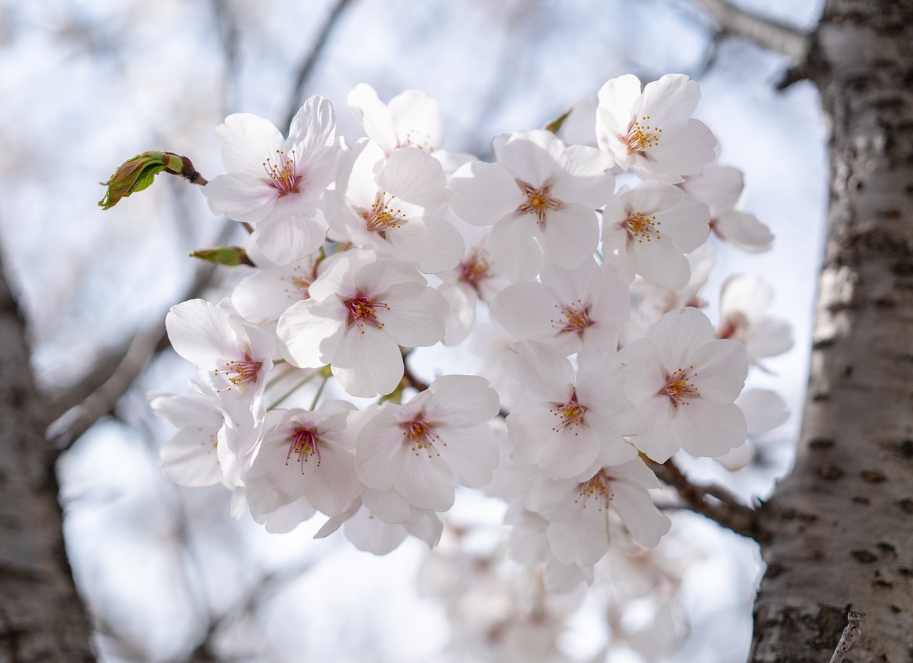 Flor De Cerezo Primavera Blanco - Foto gratis en Pixabay