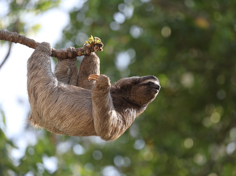 Sloth Animal Nature - Free photo on Pixabay