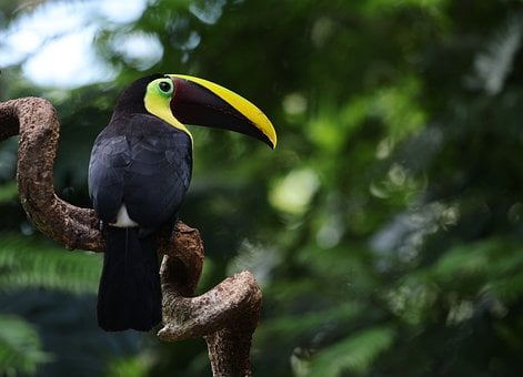 Download Toucan, Goat, Bird. Royalty-Free Vector Graphic - Pixabay