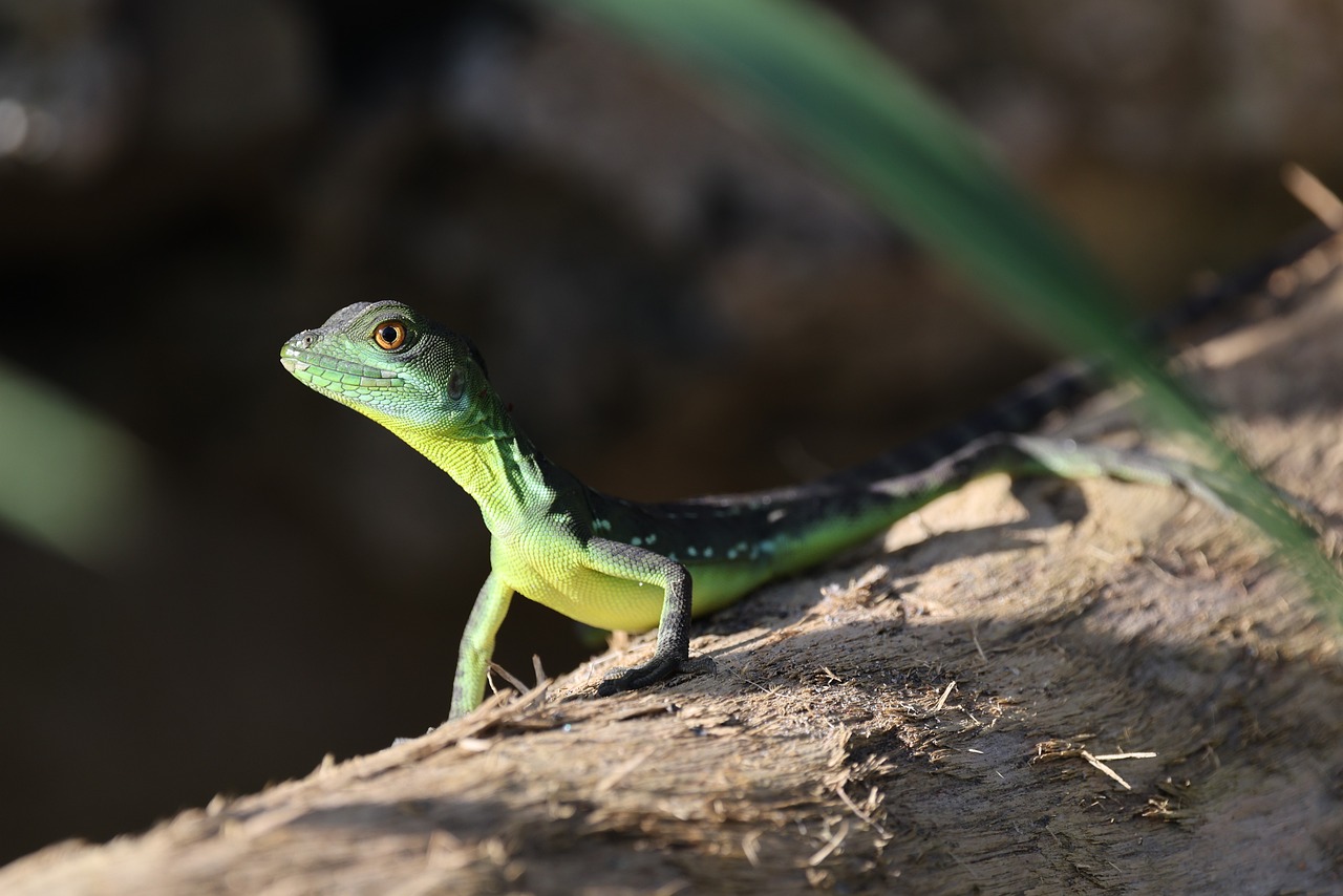 Green Lizard Nature - Free photo on Pixabay