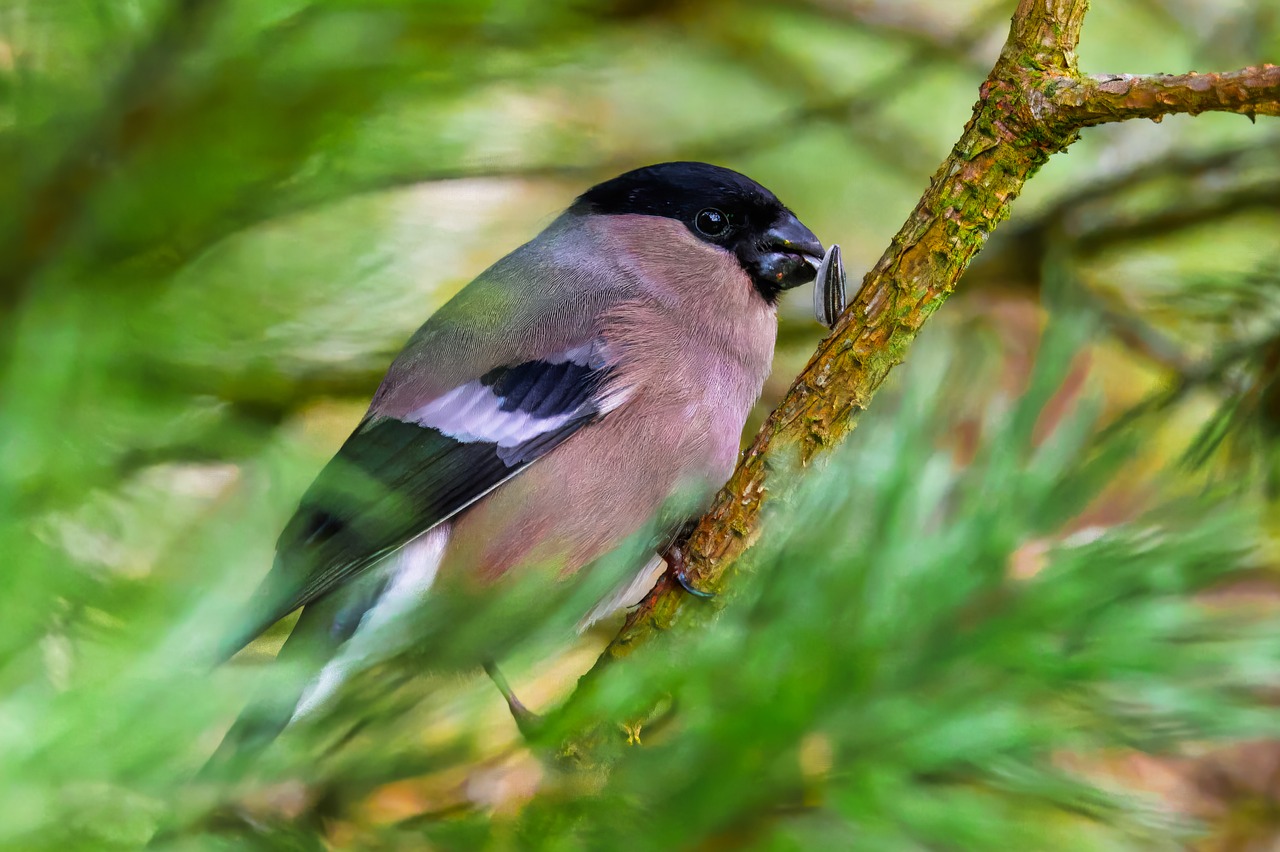 Bird Bullfinch Feathers - Free photo on Pixabay