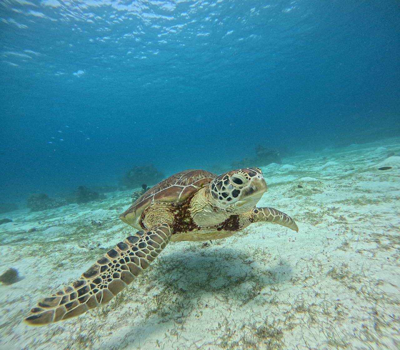 Sea Nature Animal - Free photo on Pixabay