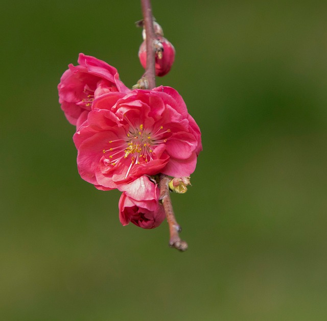Peach Flower Spring Petals - Free photo on Pixabay