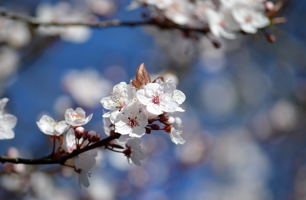 Wild Cherry Bird Nature Free Photo On Pixabay